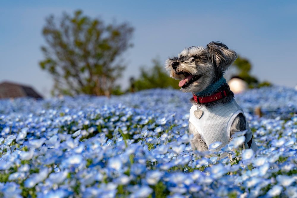 Are Hydrangeas Poisonous to Dogs? Avoid Toxic Plants - dogfoodsy.com